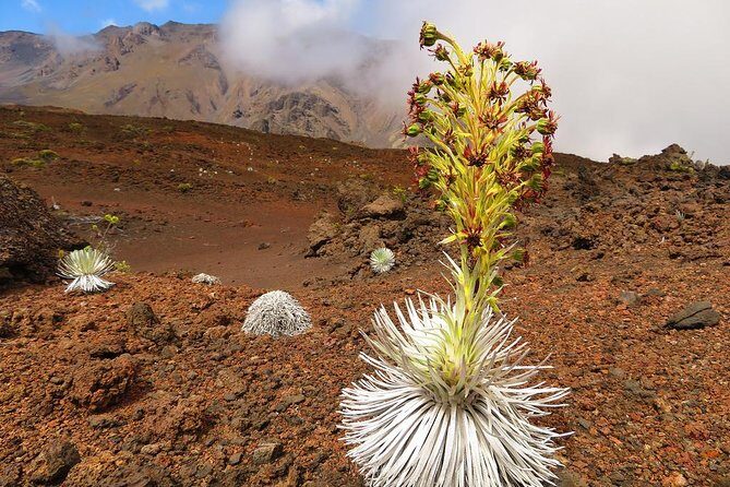 Haleakala Sunrise Best Guided Bike Tour with Bike Maui - Who Will Love This Tour?