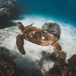 Half-Day Deluxe Molokini Snorkel Excursion in Maui - The Practical Details that Matter
