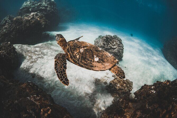 Half-Day Deluxe Molokini Snorkel Excursion in Maui - The Practical Details that Matter
