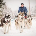 Half Day "Drive Your Own Dog Team" Dog Sledding Tour - Who Will Love This Tour?