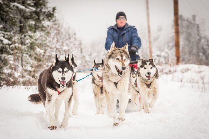 Half Day "Drive Your Own Dog Team" Dog Sledding Tour - Who Will Love This Tour?