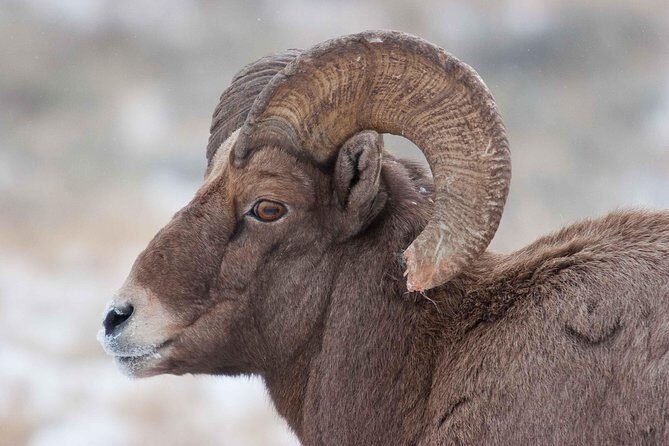 Half-Day Grand Teton Wildlife Private Safari Tour - FAQ