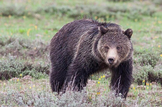 Half-Day Grand Teton Wildlife Safari Private Tour - An Honest Look at the Tour Experience