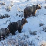 Half Day Grand Teton Wildlife Safari Tour - An In-Depth Look at the Experience