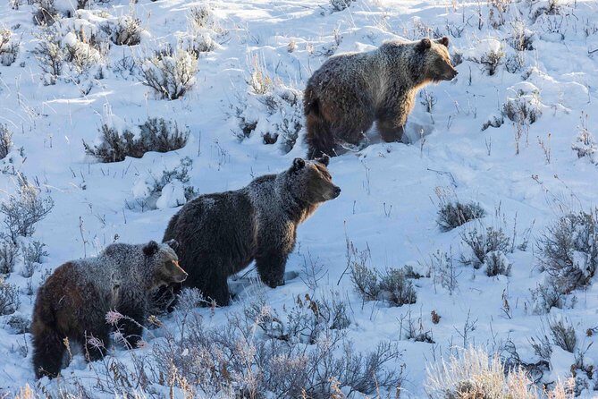 Half Day Grand Teton Wildlife Safari Tour - An In-Depth Look at the Experience