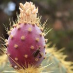Half-Day Guided Hike in Joshua Tree National Park - Itinerary Breakdown and What to Expect