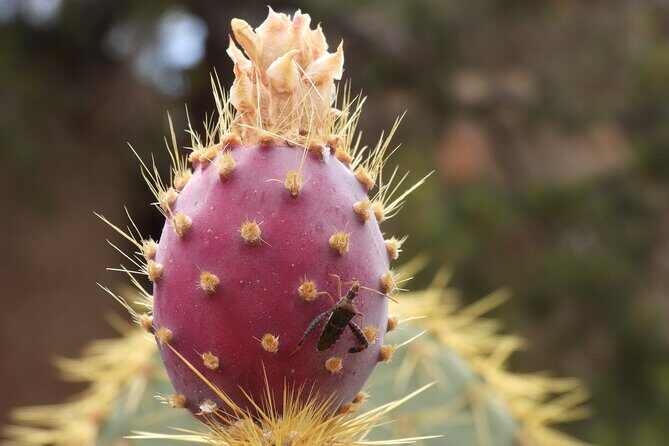 Half-Day Guided Hike in Joshua Tree National Park - Itinerary Breakdown and What to Expect