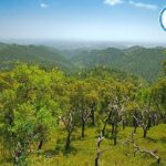 Half Day Historical Tour to Silves and Monchique - How to Make the Most of This Tour