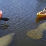 Half Day Kayak or SUP Rental (3hr) - Bunche Beach - What You’ll Love About This Experience