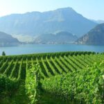 Half-Day Lake Lucerne Country Walk - The Itinerary in Detail