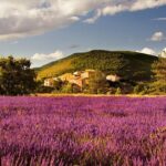 Half Day Lavender Road in Sault from Avignon - The Itinerary Breakdown: What You Can Expect