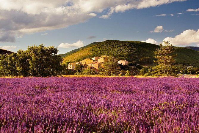 Half Day Lavender Road in Sault from Avignon - The Itinerary Breakdown: What You Can Expect