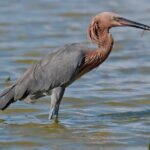 Half-Day Private Bird Tour of Fort De Soto Park in St. Petersburg - 2 person max - FAQ