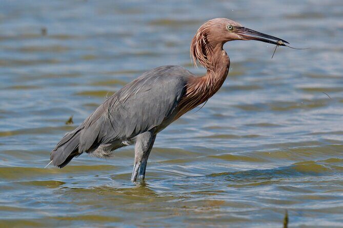 Half-Day Private Bird Tour of Fort De Soto Park in St. Petersburg - 2 person max - FAQ