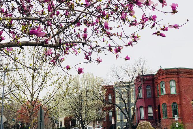 Half-Day Private Guided Bike Tour in Washington - The Practical Value of a Private Bike Tour in DC