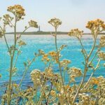 Half-Day Private Menorca Sightseeing Tour - FAQs