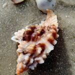 Half Day Private Shelling Dolphin EcoTour in 10 000 Island Marco - A Deep Dive into the Itinerary