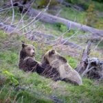 Half Day Private Sunset Wildlife Safari - What to Expect from Your Wildlife Safari