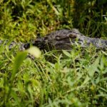 Half Day Private Swamp Experience in Louisiana - The Experience: What Travelers Say