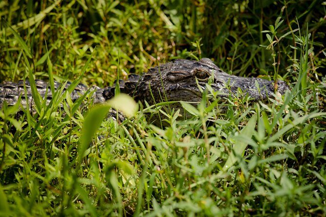 Half Day Private Swamp Experience in Louisiana - The Experience: What Travelers Say
