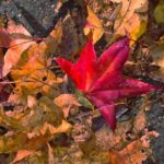 Half-Day Private Walking Tour of Central Park - The Itinerary in Detail