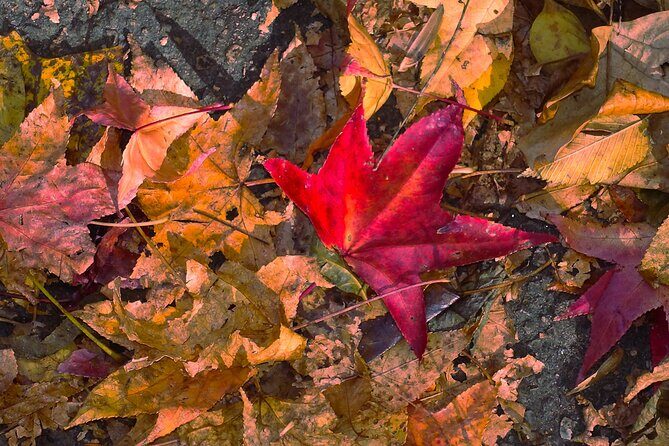 Half-Day Private Walking Tour of Central Park - The Itinerary in Detail