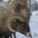 Half Day Private Winter Wildlife Tours in Jackson Hole - An In-Depth Look at the Experience