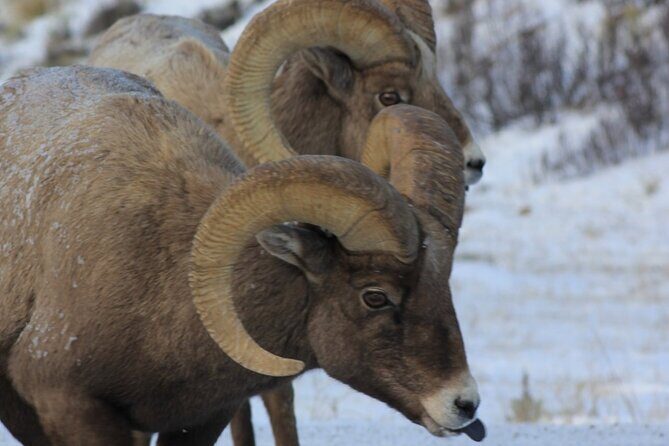 Half Day Private Winter Wildlife Tours in Jackson Hole - An In-Depth Look at the Experience