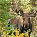 Half-Day RMNP Mountains to Sky Tour-RMNPhotographer - The Itinerary: What to Expect