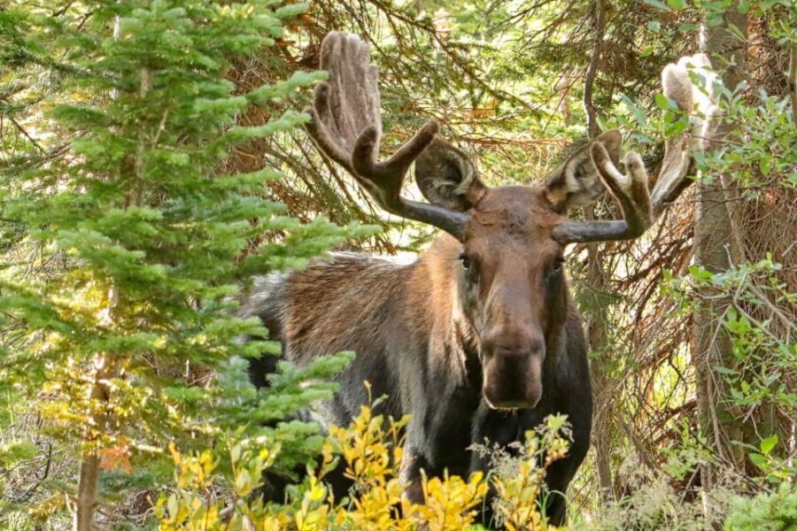 Half-Day RMNP Mountains to Sky Tour-RMNPhotographer - The Itinerary: What to Expect