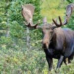 Half-Day Rocky Mountain National Park "Lake and Meadows Tour" - The Experience of Traveling in Your Own Vehicle