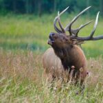 Half-Day Rocky Mountain National Park "Mountains to Sky Tour" - RMNPhotographer - Valuing the Experience: Is It Worth It?