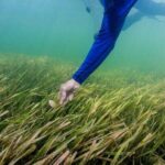 Half-Day Semi Private Scallop Tour - Key Points