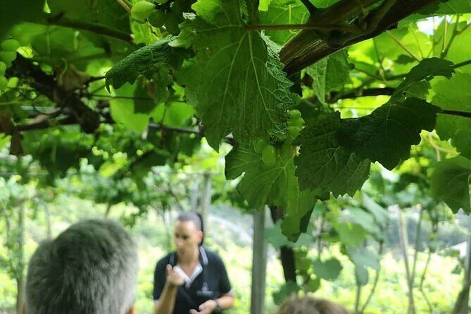Half-Day Small-Group Wine Tour in Madeira - Who Will Love This Tour?