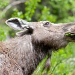 Half-Day Wildlife Safari Tour in Grand Teton National Park - Final Thoughts