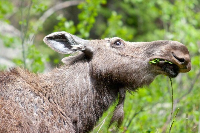 Half-Day Wildlife Safari Tour in Grand Teton National Park - Final Thoughts