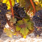 Half-Day Wine Tastings in the North Georgia Mountains - Authentic Feedback from Travelers