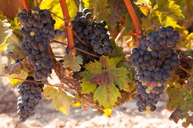 Half-Day Wine Tastings in the North Georgia Mountains - Authentic Feedback from Travelers