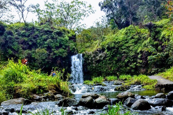 Halfway to Hana Tour of Maui Black Sand Beach Waterfalls Turtles - Who Will Love This Tour?