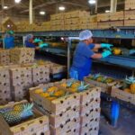 Hali'imaile: Pineapple Farm Tour - The Value of the Experience