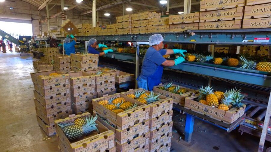 Hali'imaile: Pineapple Farm Tour - The Value of the Experience