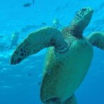 Hanauma Bay Guided Snorkel Tour (with guaranteed entrance time) - Who Should Consider This Tour?