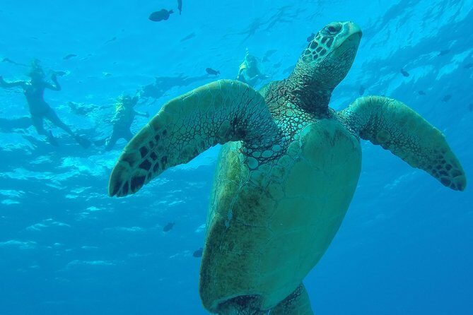 Hanauma Bay Guided Snorkel Tour (with guaranteed entrance time) - Who Should Consider This Tour?