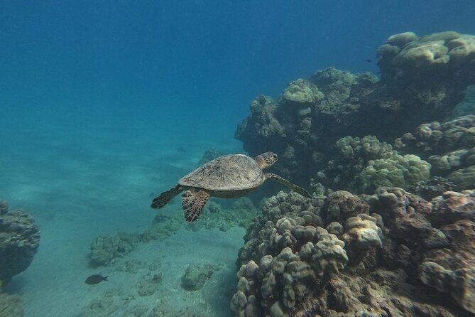 Hanauma Bay Guided Snorkeling Tour with Transportation - Who Is This Tour Best For?