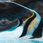 Hanauma Bay Snorkel - Analyzing the Value and Practicality