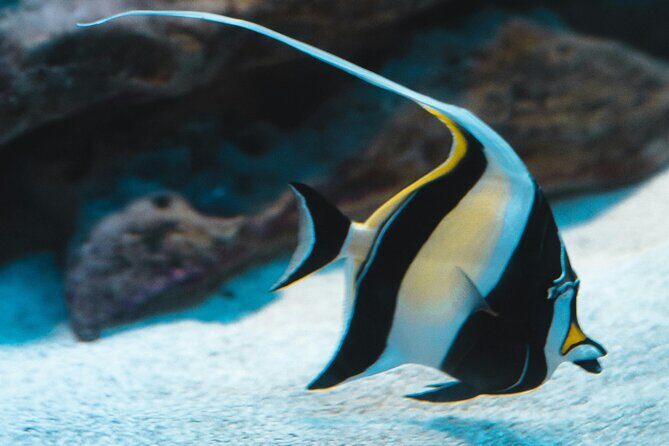 Hanauma Bay Snorkel - Analyzing the Value and Practicality
