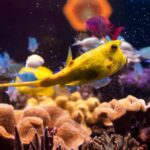 Hanover: SEA LIFE Entry Ticket - Navigating the Layout and Highlights