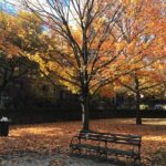 Harlem Walking Tour: Mount Morris Park Historic District w/ Lunch - Why Choose This Tour?