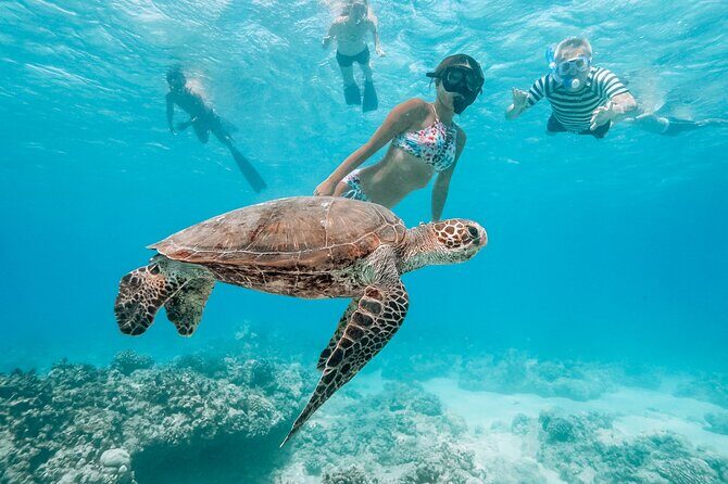 Hawaii Snorkeling with Turtles Boat Tour in Waikiki - Balancing Value and Experience