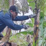 Hawaiian Rainforest Banana Cultivation Experience - Learning About Hawaiian Rainforest Plants and Lava Art